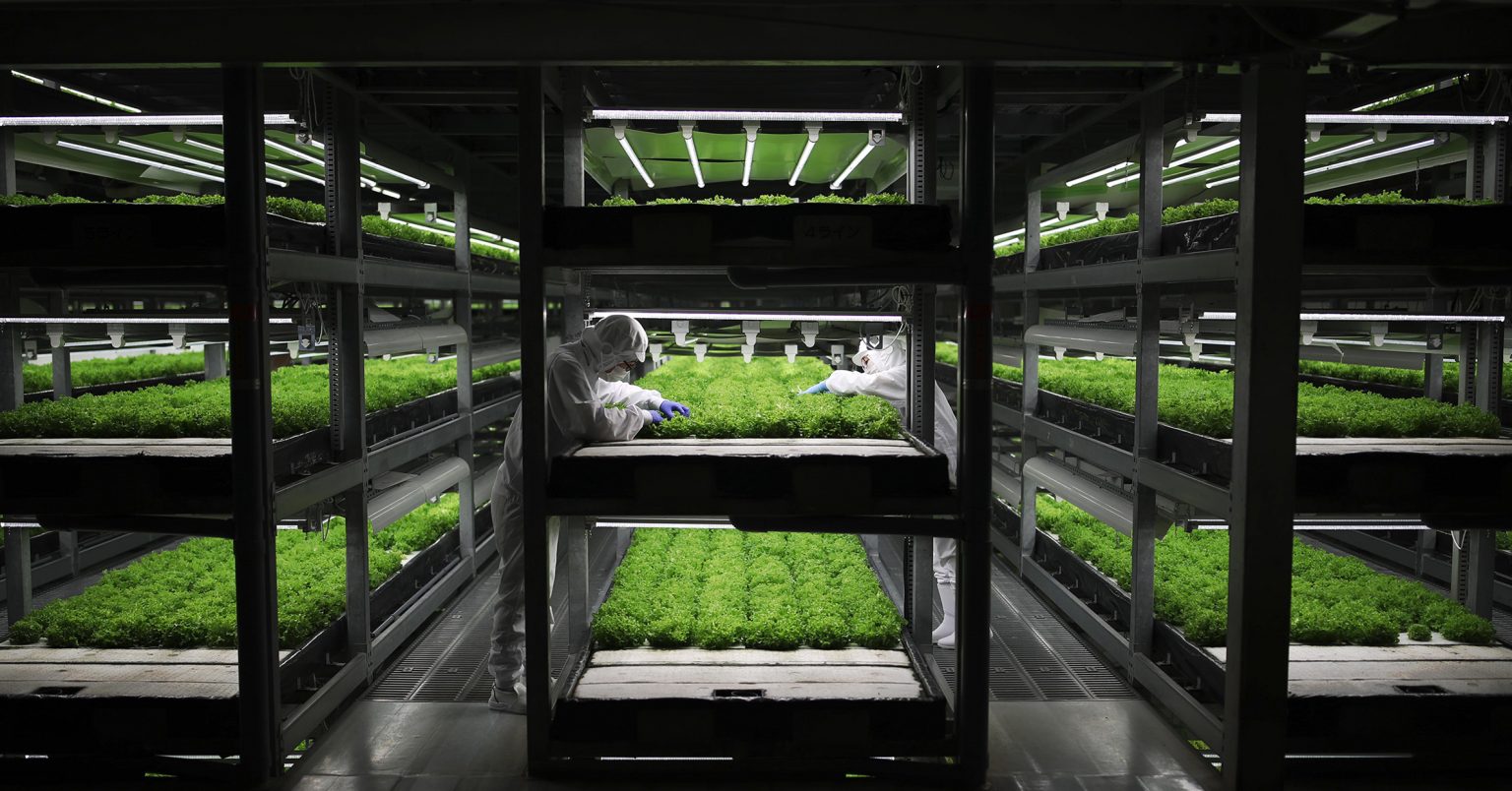 Largest FoodTech Deal in Japan:Vertical Farming Startup Spread Raises ...