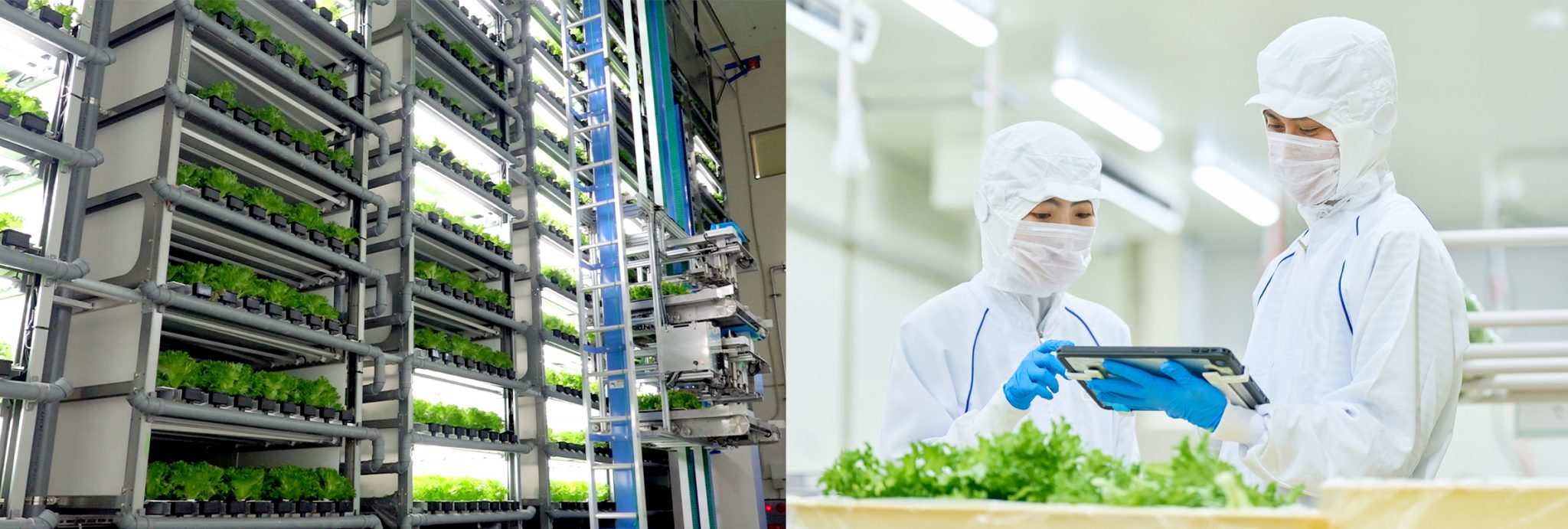 Largest FoodTech Deal in Japan:Vertical Farming Startup Spread Raises ...